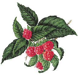 What we do | Rochelt - Tyrolean Distillery